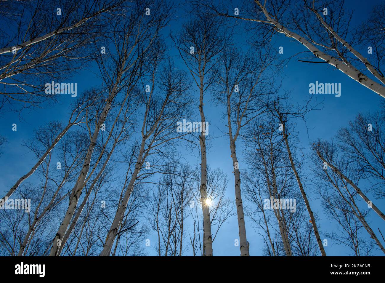 Landscape birch trees hi-res stock photography and images - Alamy