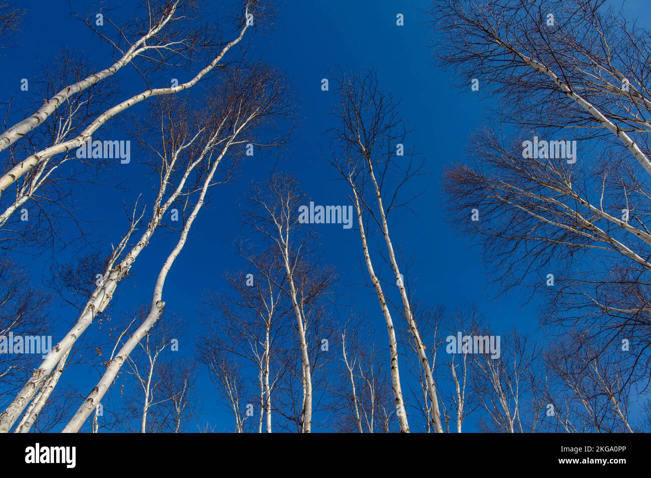Landscape birch trees hi-res stock photography and images - Alamy