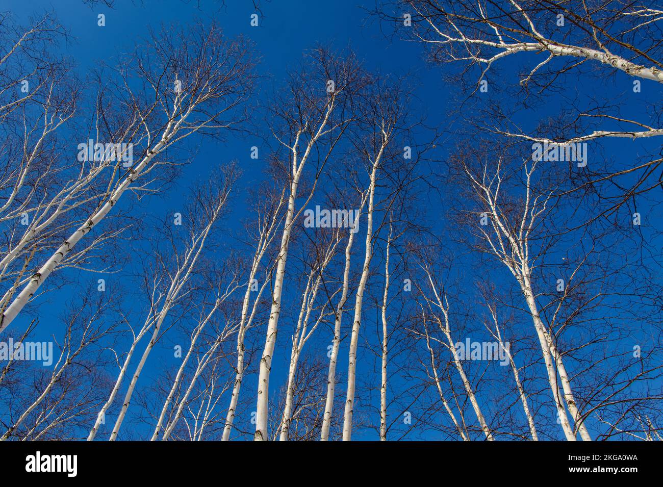 Landscape birch trees hi-res stock photography and images - Alamy