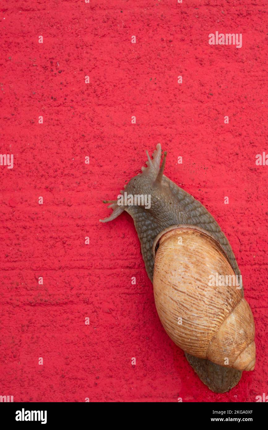 Goiânia, Goias, Brazil – November 22, 2022: A giant snail walking along ...