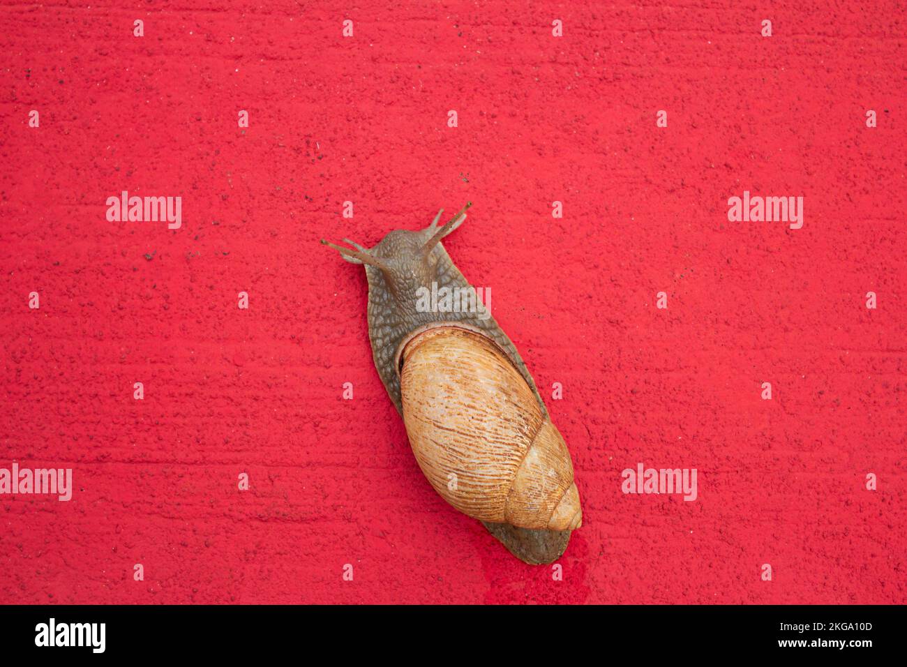 Goiânia, Goias, Brazil – November 22, 2022: A giant snail walking along ...
