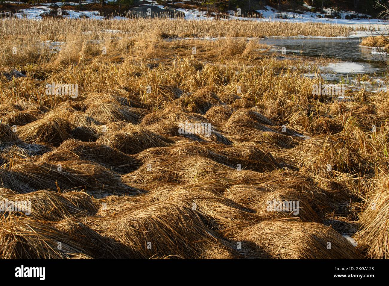 Frozen beaver pond in early spring, Greater Sudbury, Ontario, Canada ...