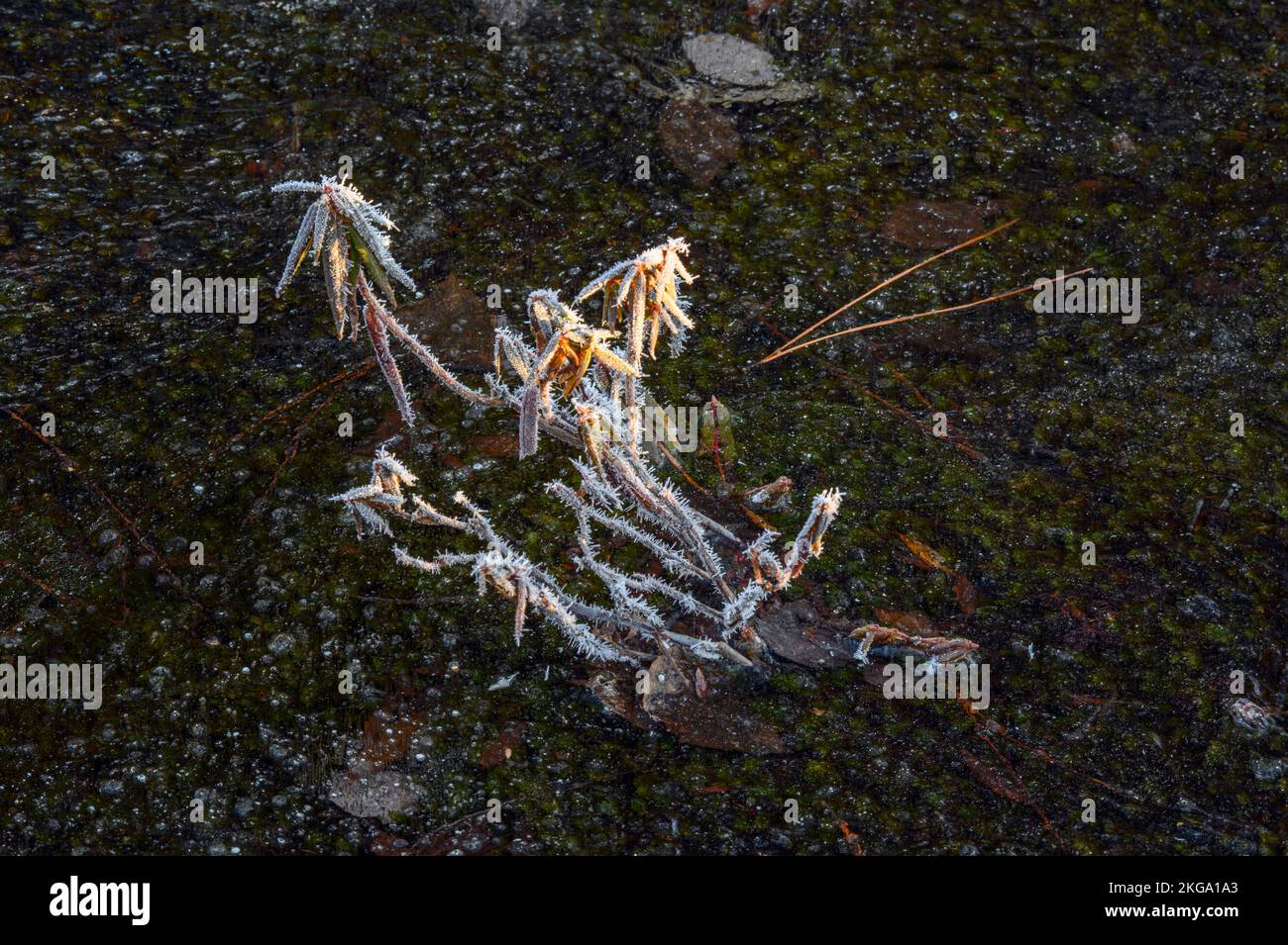 Frozen puddle, with morning frost in early spring, Greater Sudbury ...