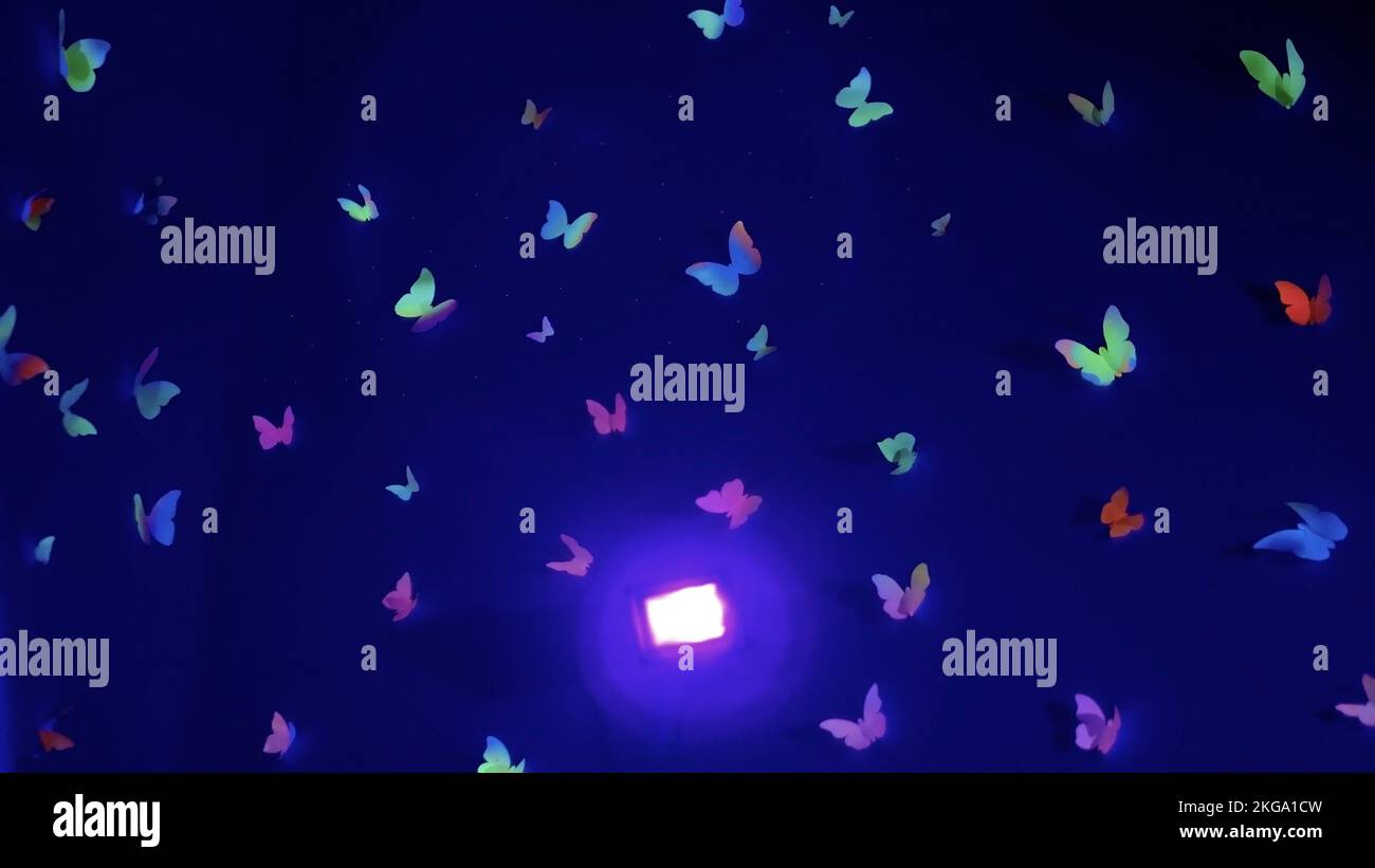 Fluorescent insects hi-res stock photography and images - Alamy