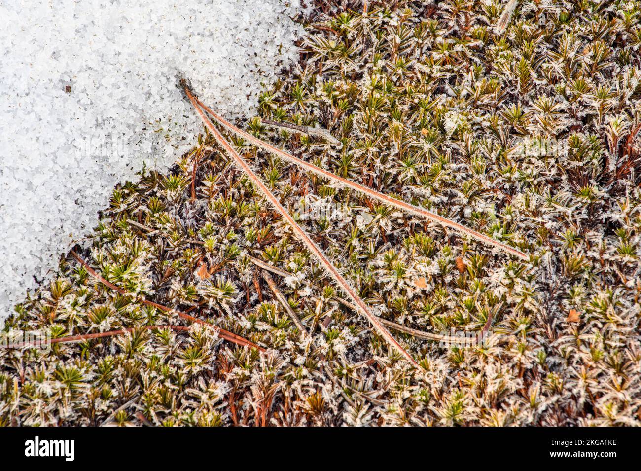 Frozen puddle, with morning frost in early spring, Greater Sudbury ...