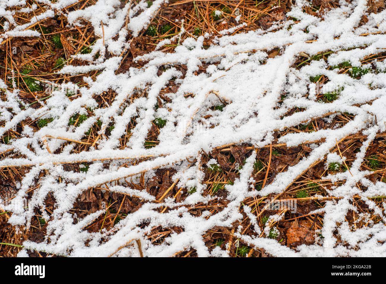 Early spring snow storm- fresh wet snow coating dead herbs and leaf ...