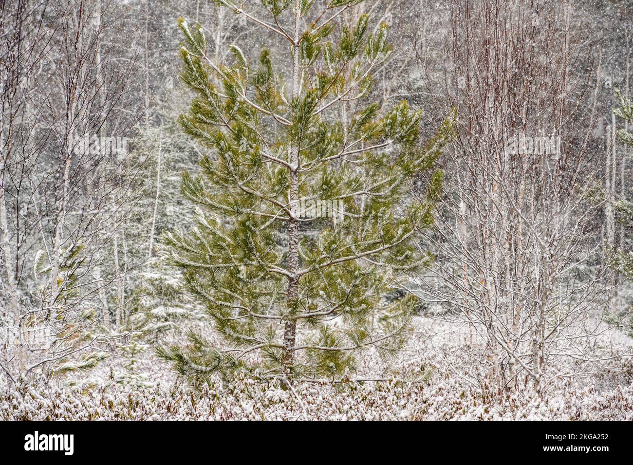 Early spring snow storm- fresh wet snow coating red pine tree branches ...