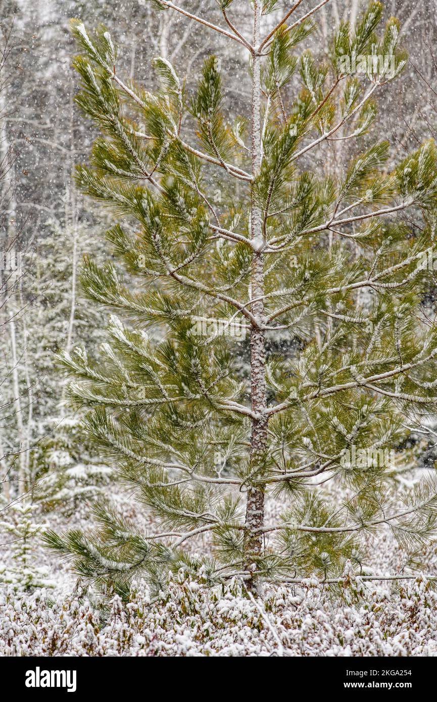 Early spring snow storm- fresh wet snow coating red pine tree branches ...