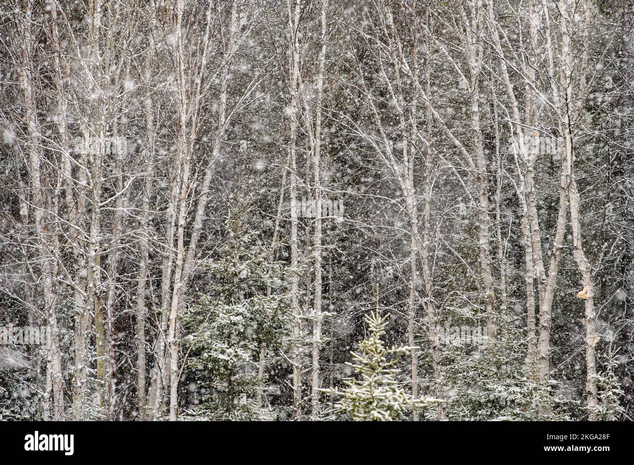 Early spring snow storm- fresh wet snow coating birch tree branches ...
