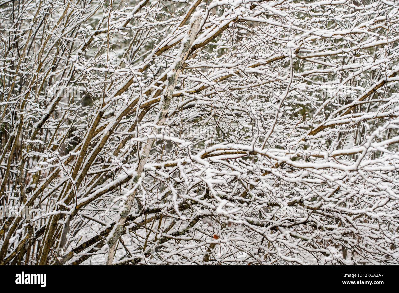 Early spring snow storm- fresh wet snow coating speckled alder tree ...