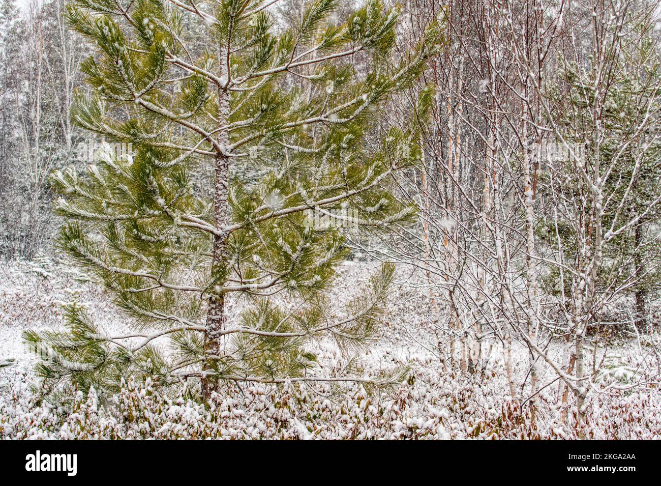 Early spring snow storm- fresh wet snow coating red pine tree branches ...