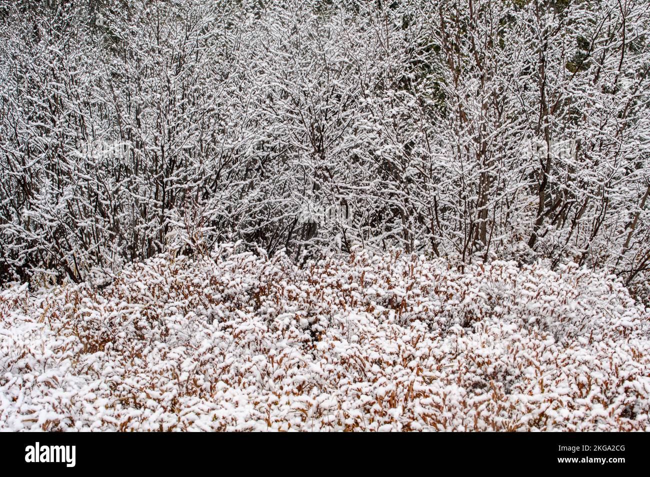 Early spring snow storm- fresh wet snow coating wetland vegetation ...