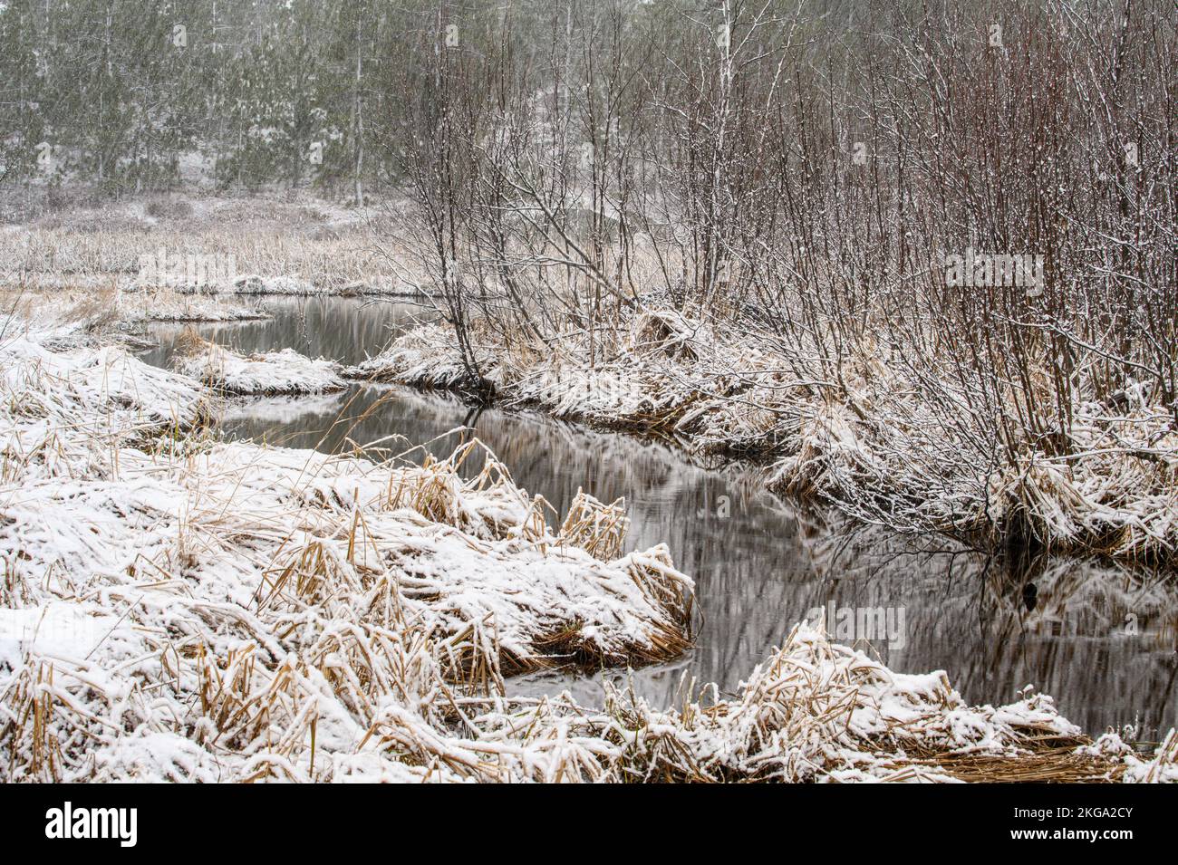 Early spring snow storm- fresh wet snow coating wetland vegetation ...