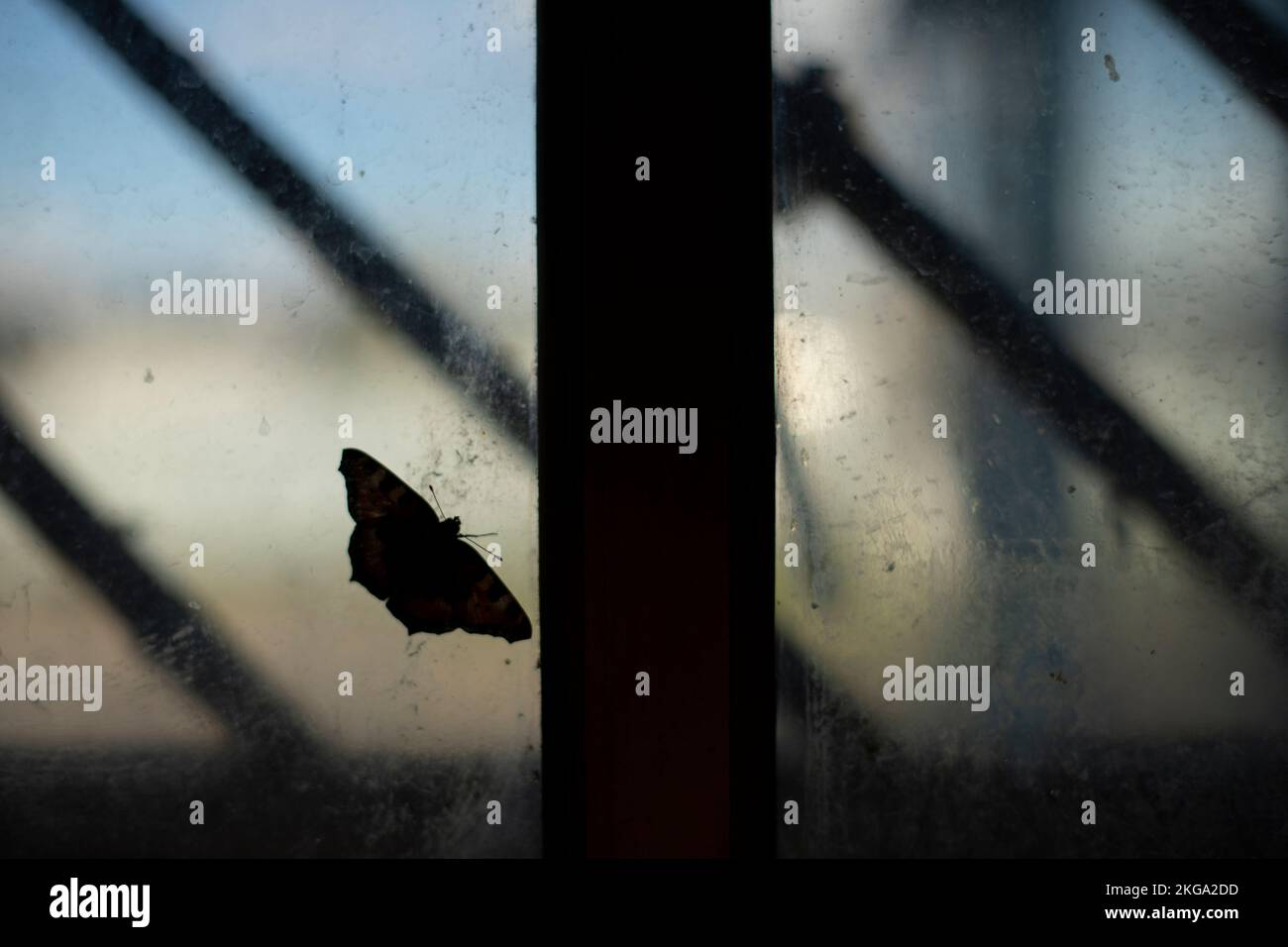 Butterfly on glass. Silhouette of butterfly on window. Details of old ...