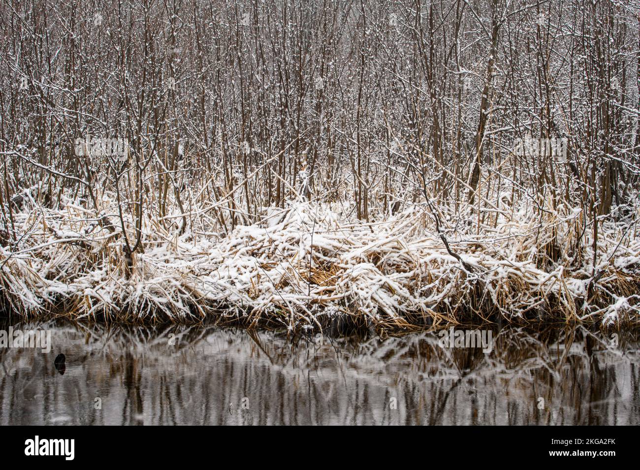 Early spring snow storm- fresh wet snow coating wetland vegetation ...