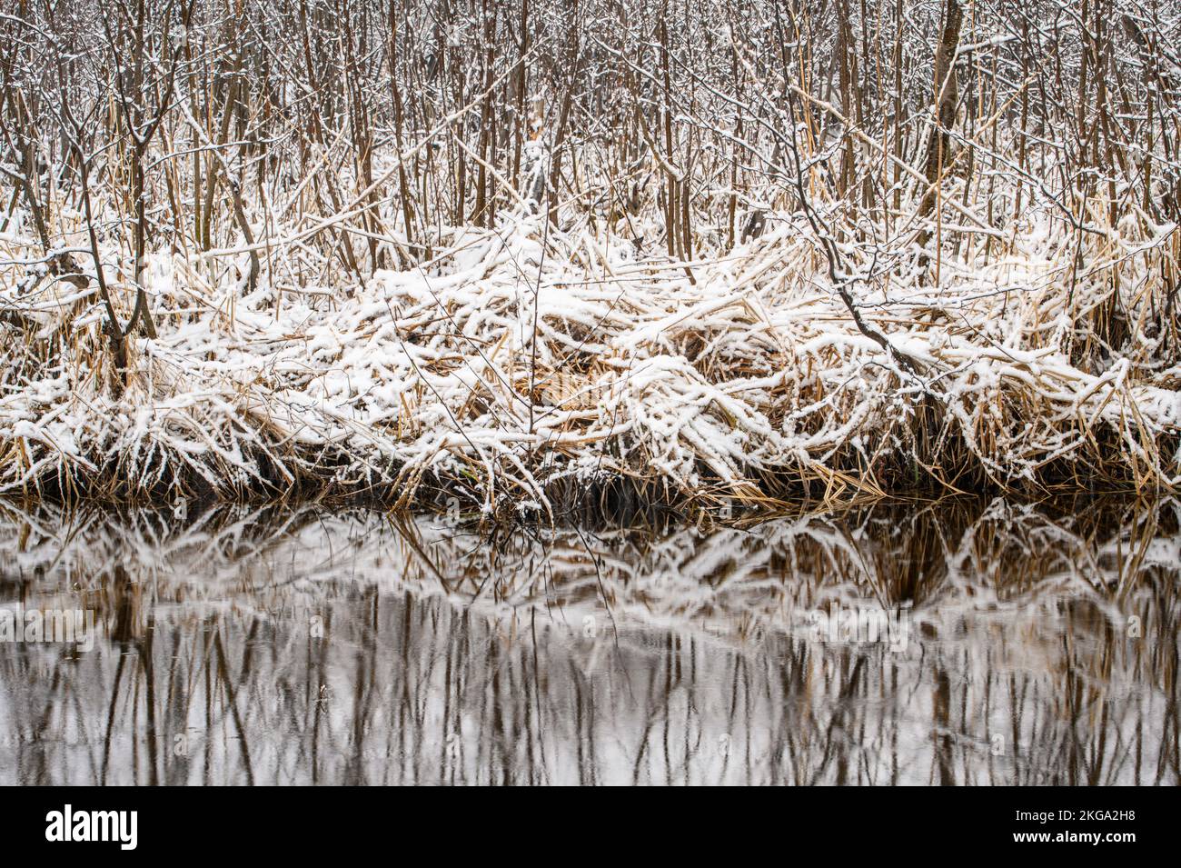 Early spring snow storm- fresh wet snow coating wetland vegetation ...