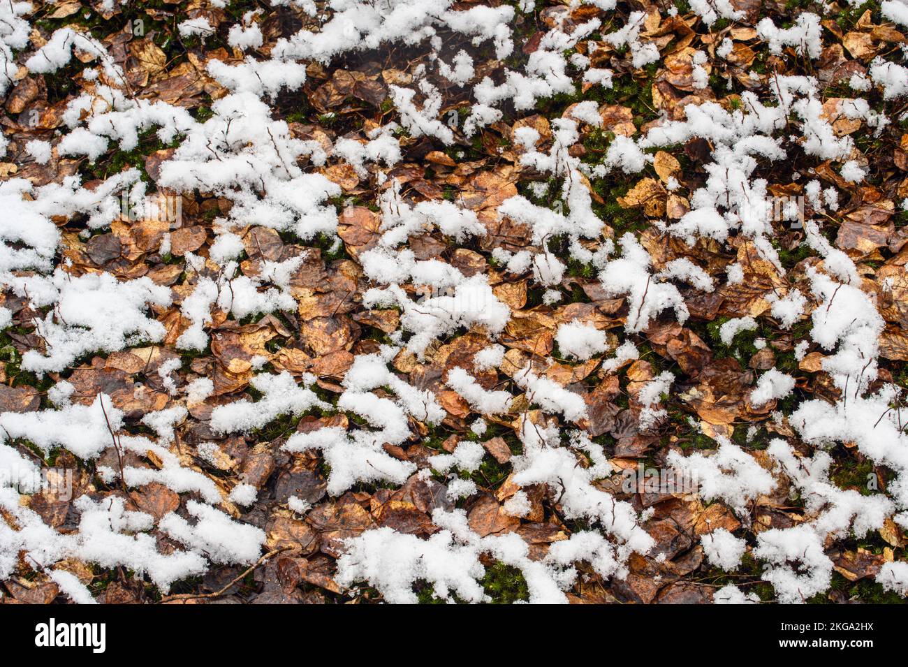 Early spring snow storm- fresh wet snow coating leaf litter and ...