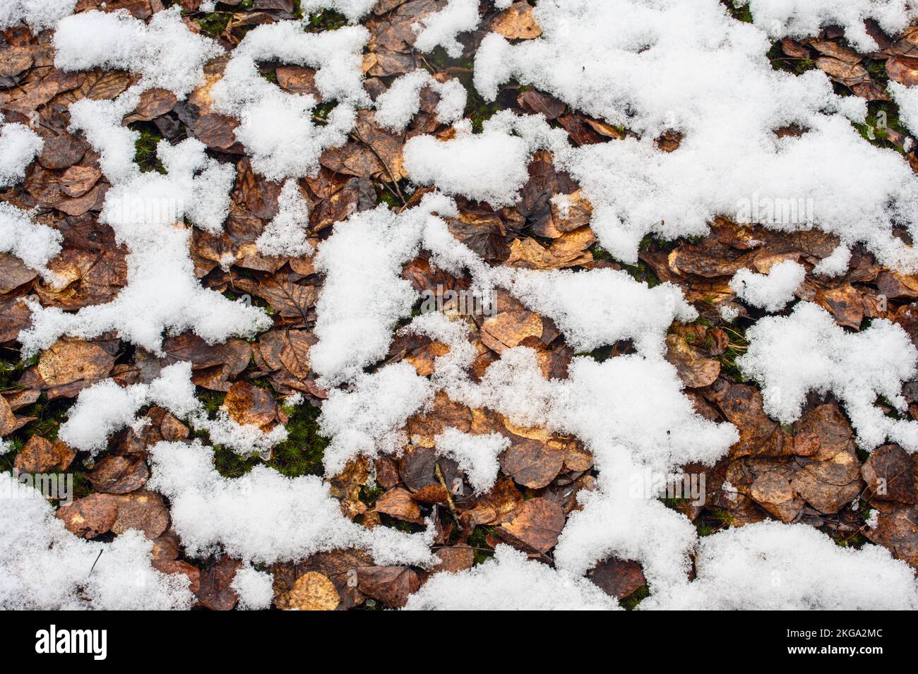 Early spring snow storm- fresh wet snow coating leaf litter and ...