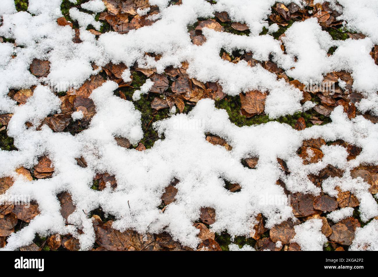 Early spring snow storm- fresh wet snow coating leaf litter and ...