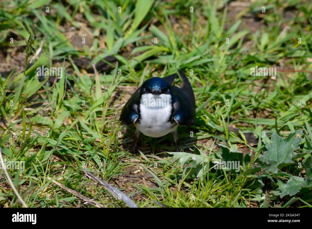 A close up of a beautiful Tree Swallow strolling on the grass looking ...