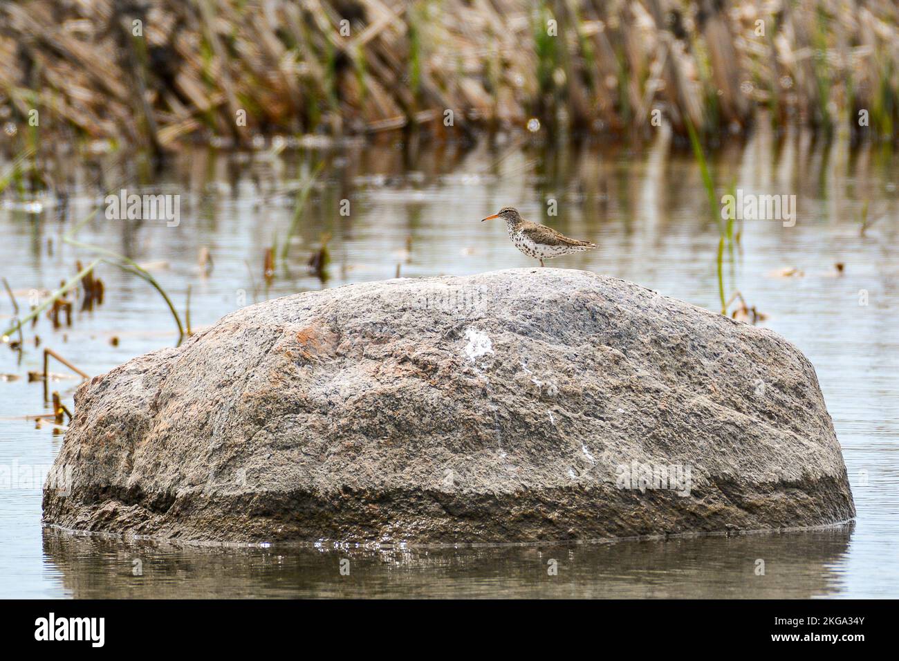 A breeding Spotted Sandpiper sitting pretty in the middle of the marsh ...