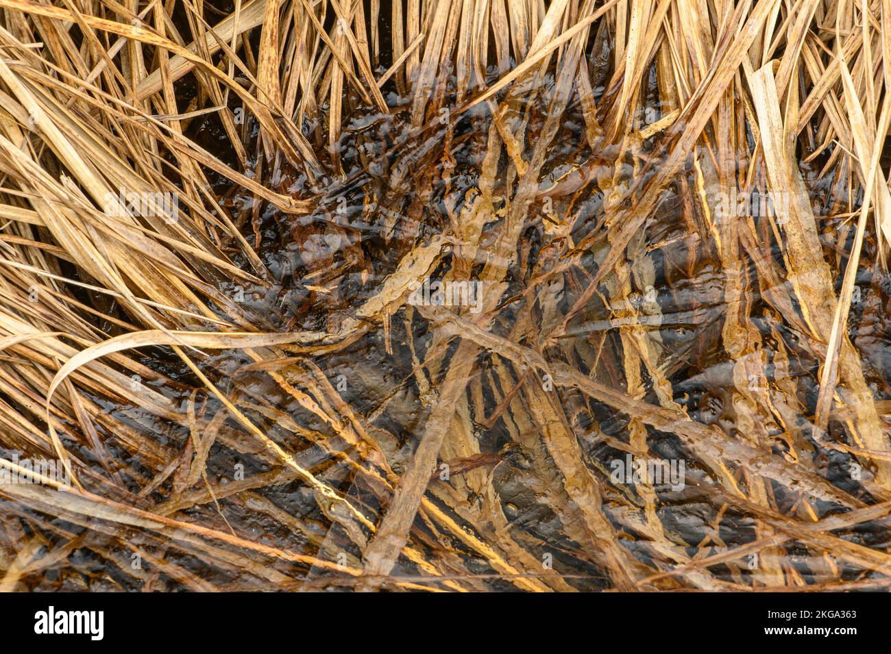 Marsh grasses in early spring, Greater Sudbury, Ontario, Canada Stock ...