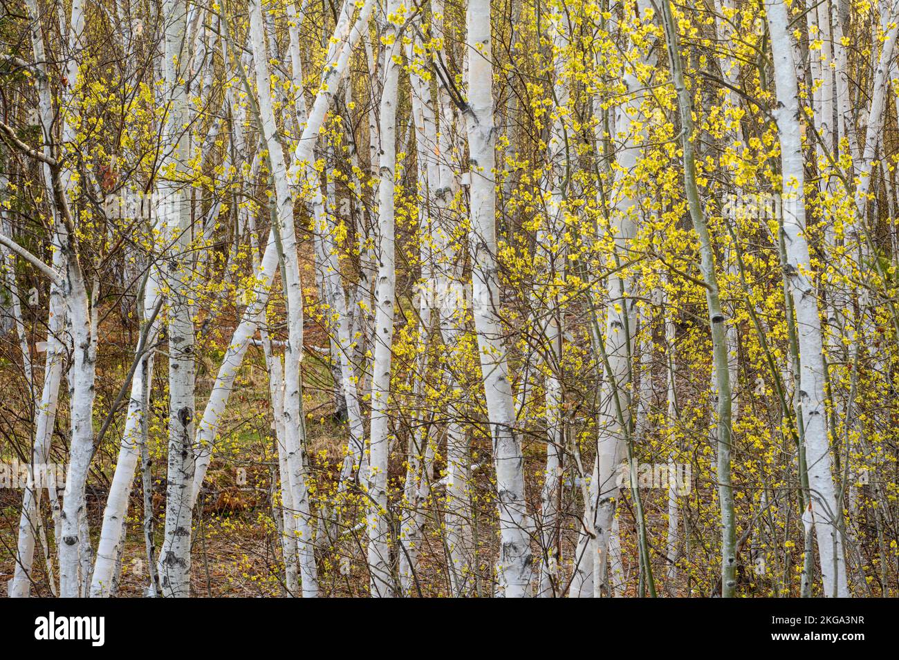 Birch woodland in spring, Greater Sudbury, Ontario, Canada Stock Photo ...