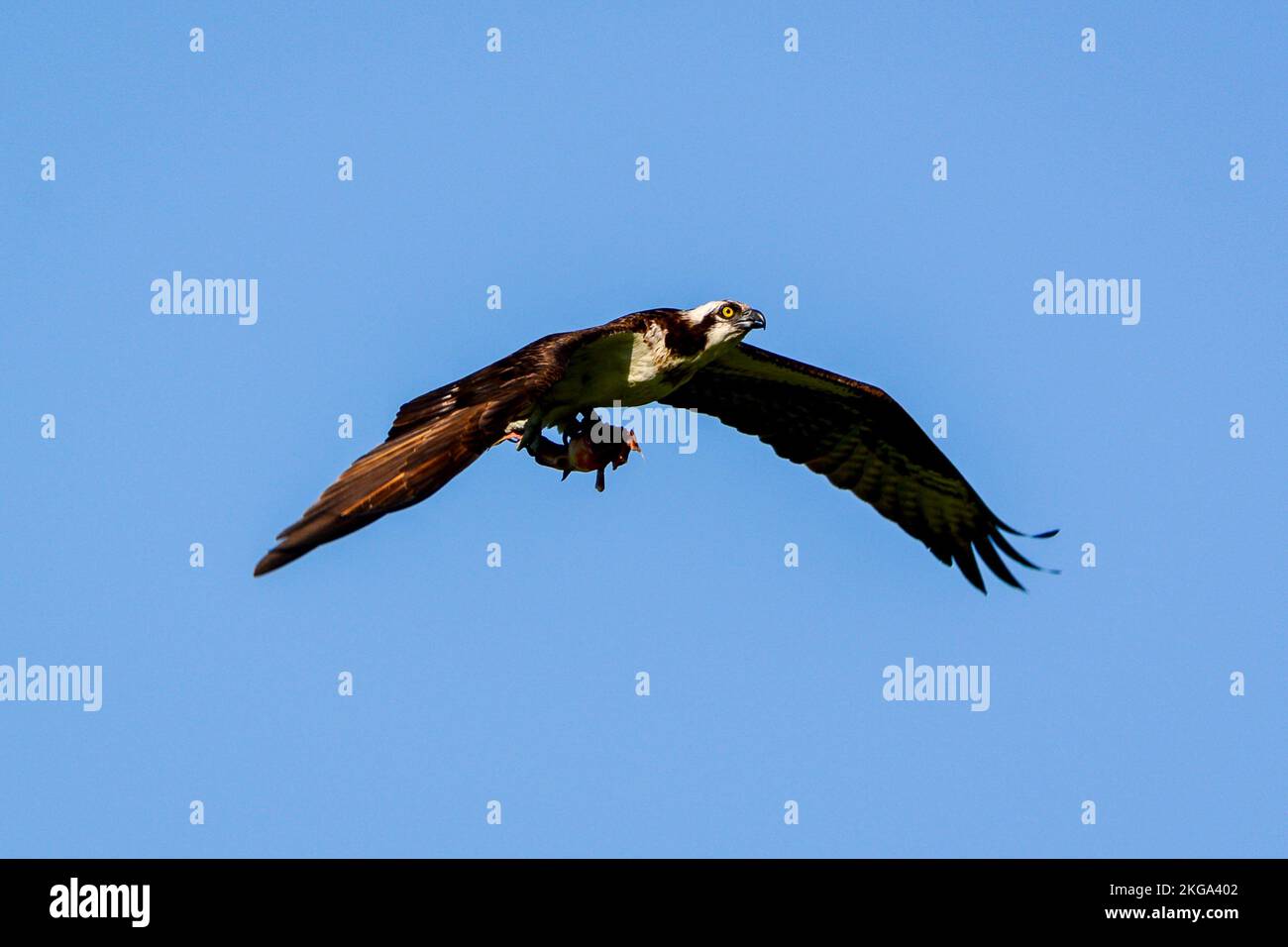 Yellow wing flying fish hi-res stock photography and images - Alamy