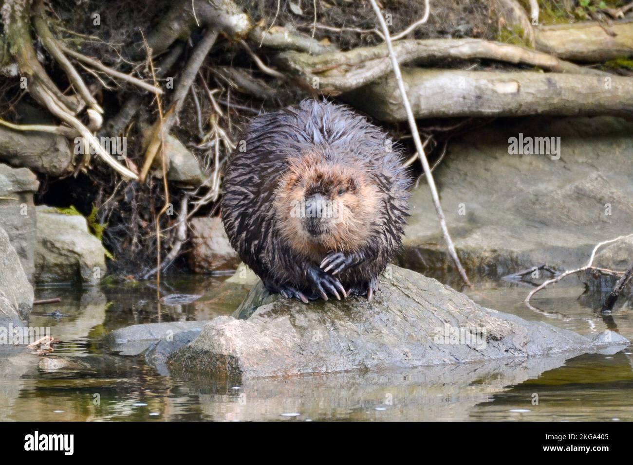 Beaver tail canada hi-res stock photography and images - Alamy
