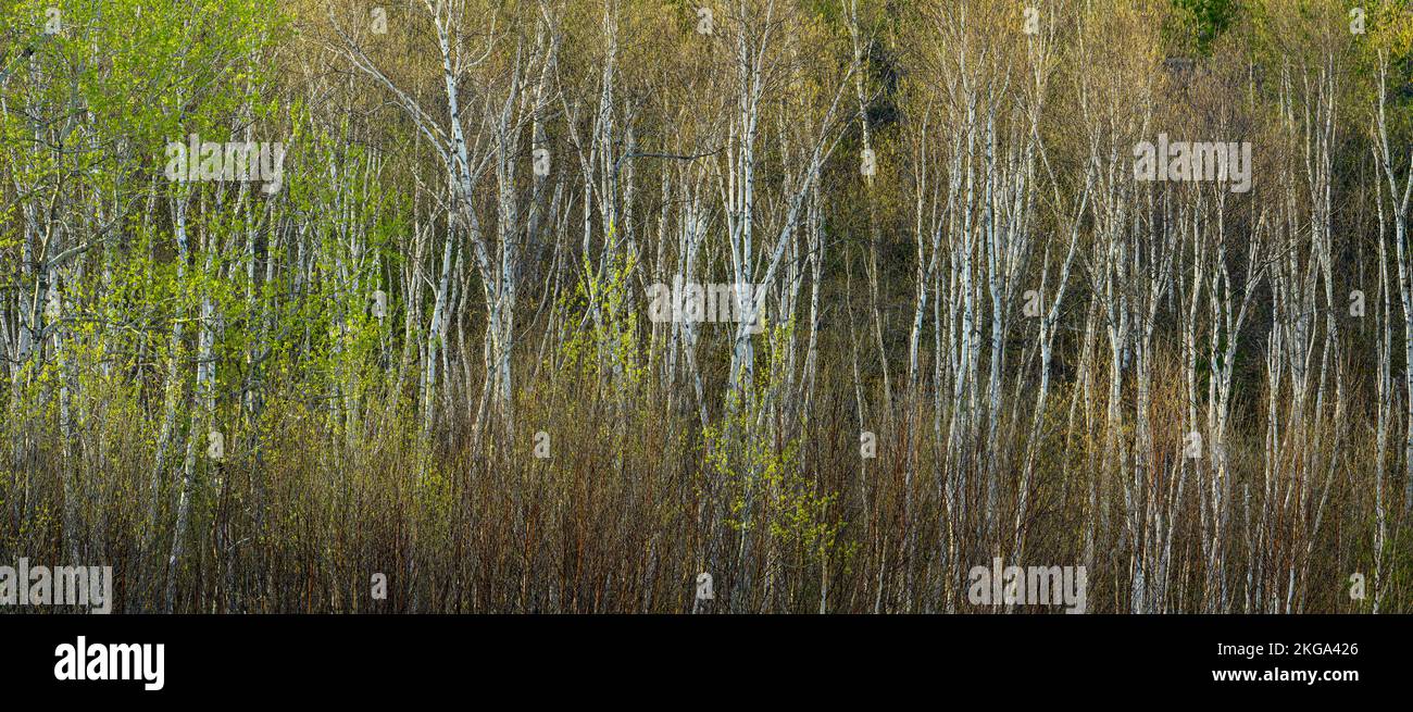 Aspen trees with spring foliage, Greater Sudbury, Ontario, Canada Stock ...