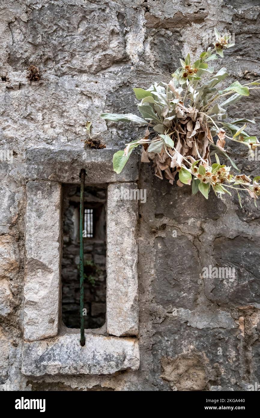 Old, stone, medieval window frame with green, rusty bar and plant ...