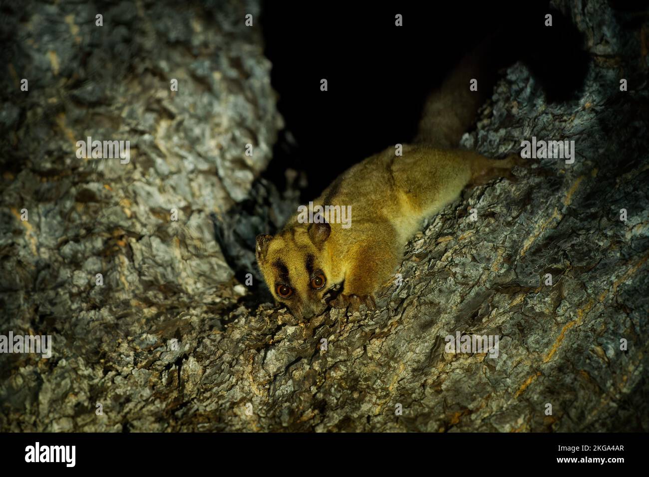 Pale Fork-marked Lemur - Phaner pallescens or Western fork-marked lemur ...