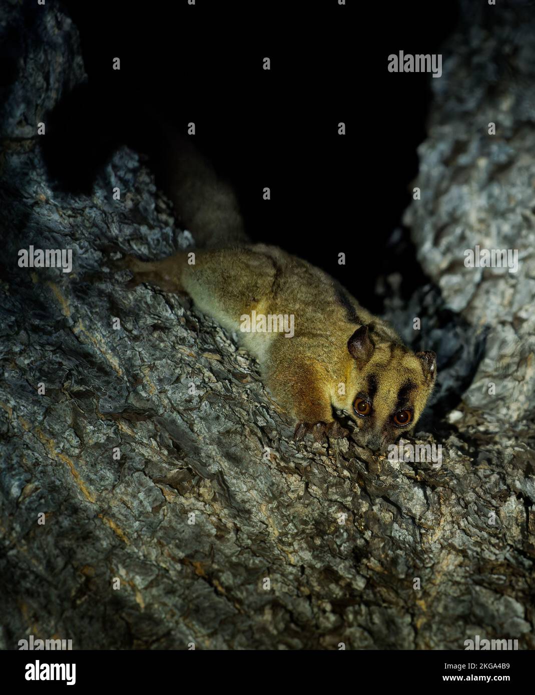 Pale Fork-marked Lemur - Phaner pallescens or Western fork-marked lemur ...