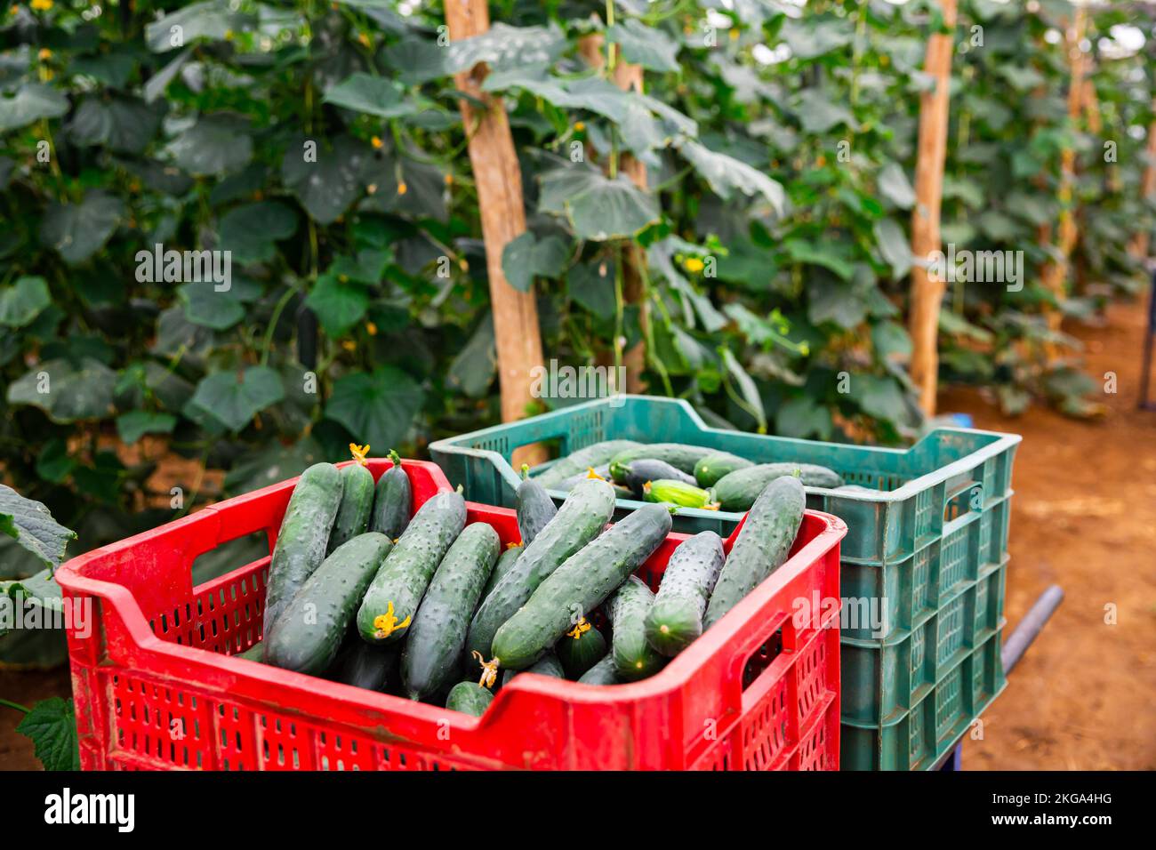 Plastic boxes with ripe cucumbers in greenhouse Stock Photo - Alamy