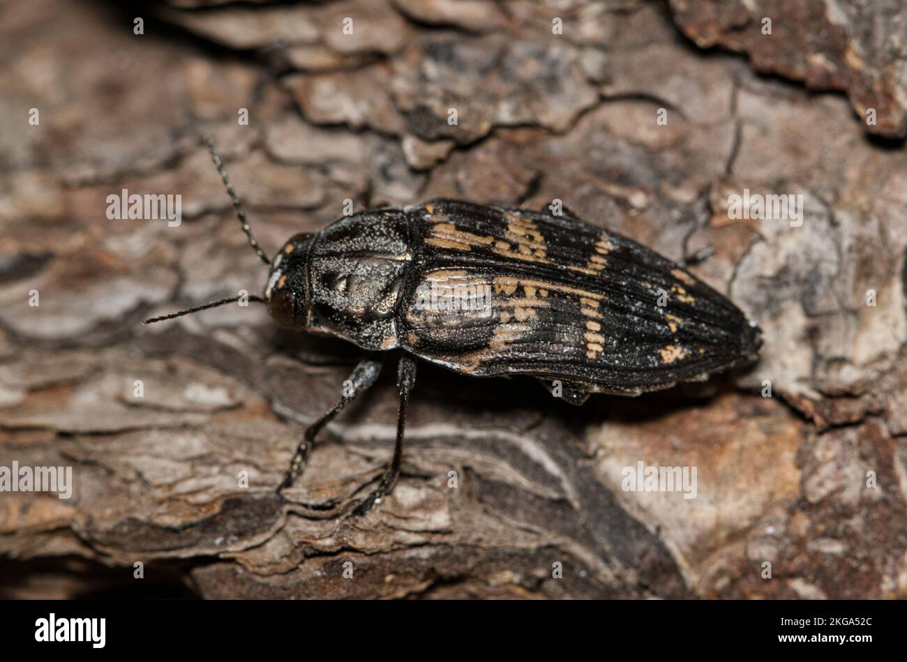 Metallic Wood-Boring Beetle (Buprestis consularis) on plant bark in ...