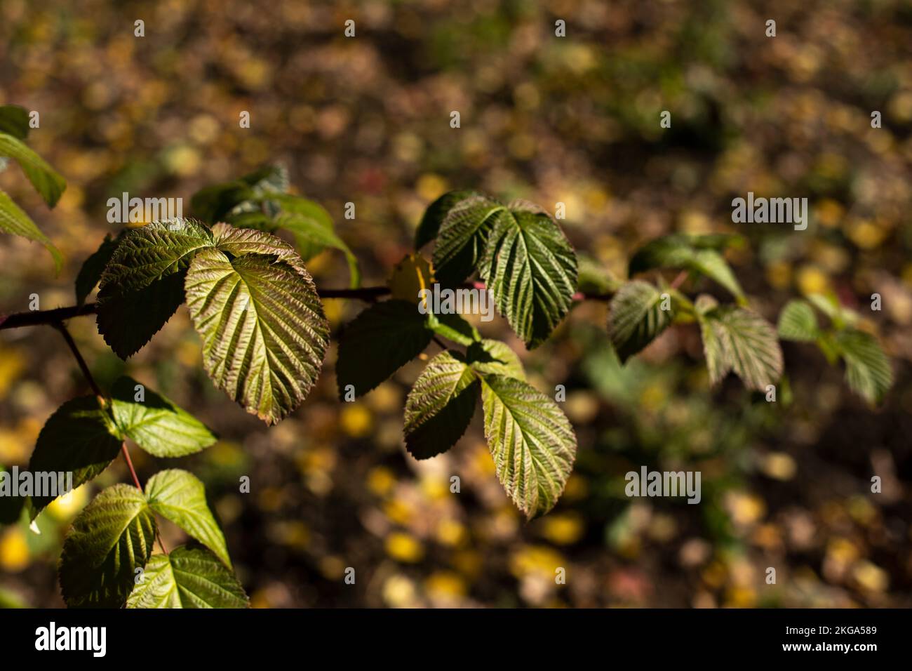 Plants in garden. Details of nature in autumn. Leaves and stems ...