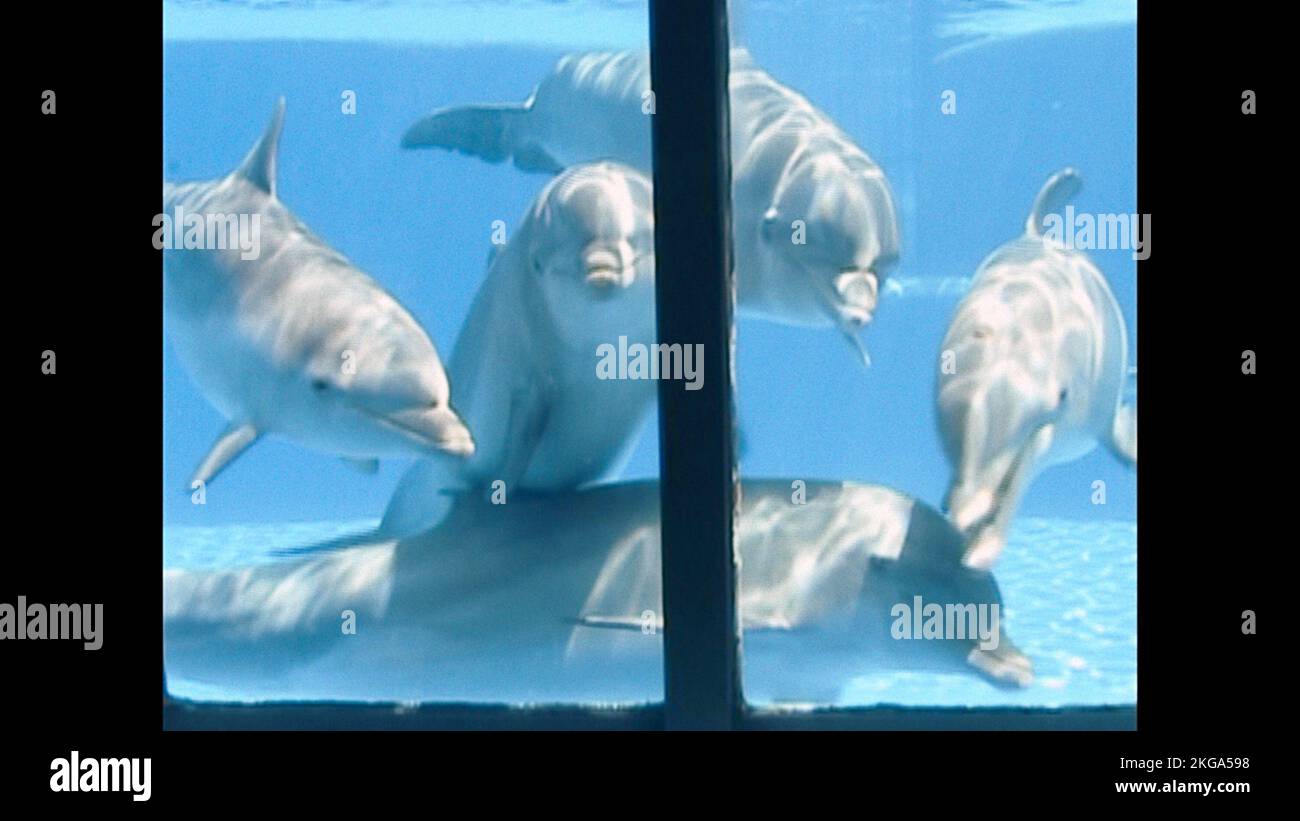 THE LAST DOLPHIN KING, 2022. © Netflix /Courtesy Everett Collection ...