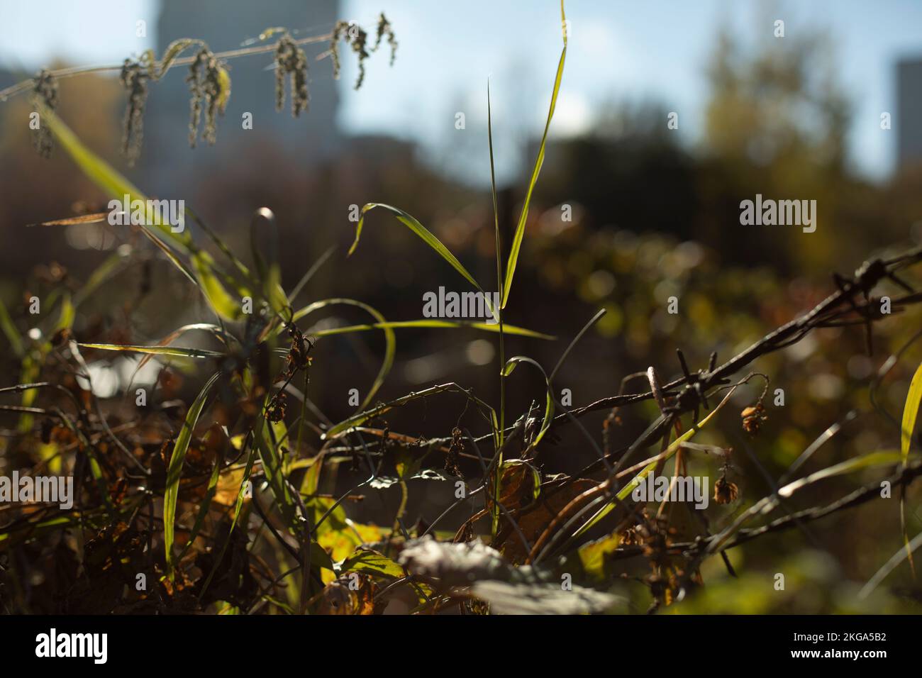 Plants in garden. Details of nature in autumn. Leaves and stems ...