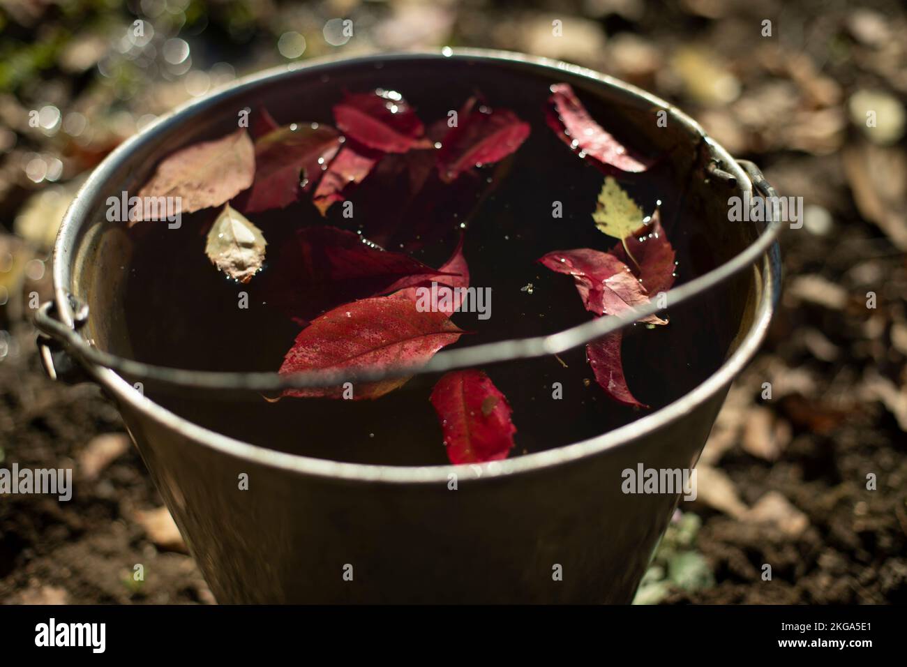 Leaves float in water. Autumn leaves in steel bucket. Bucket of water ...