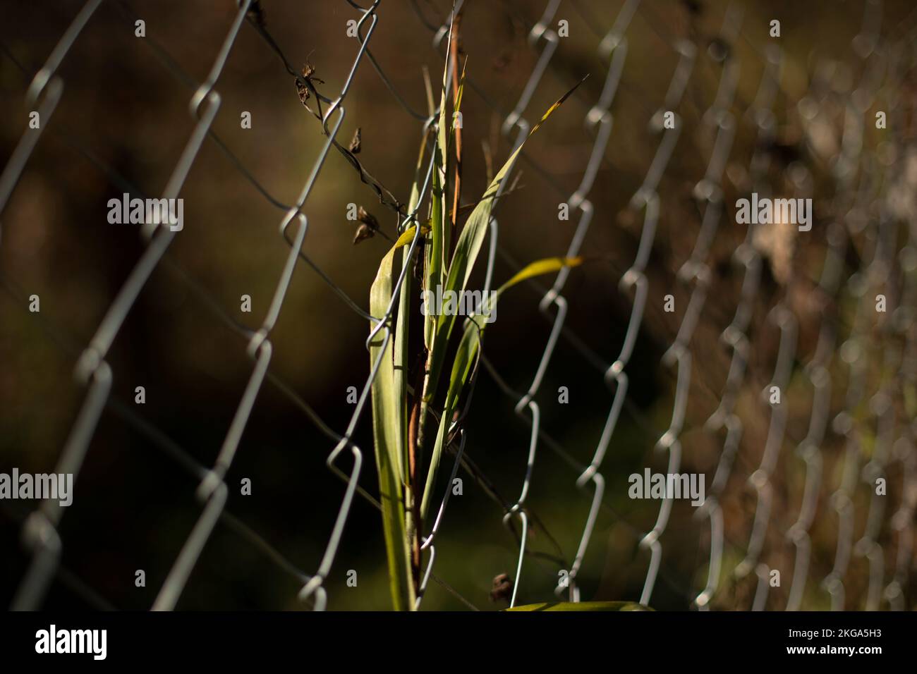 Steel mesh fence. Fence is in detail. Metal mesh. Plants are entangled ...
