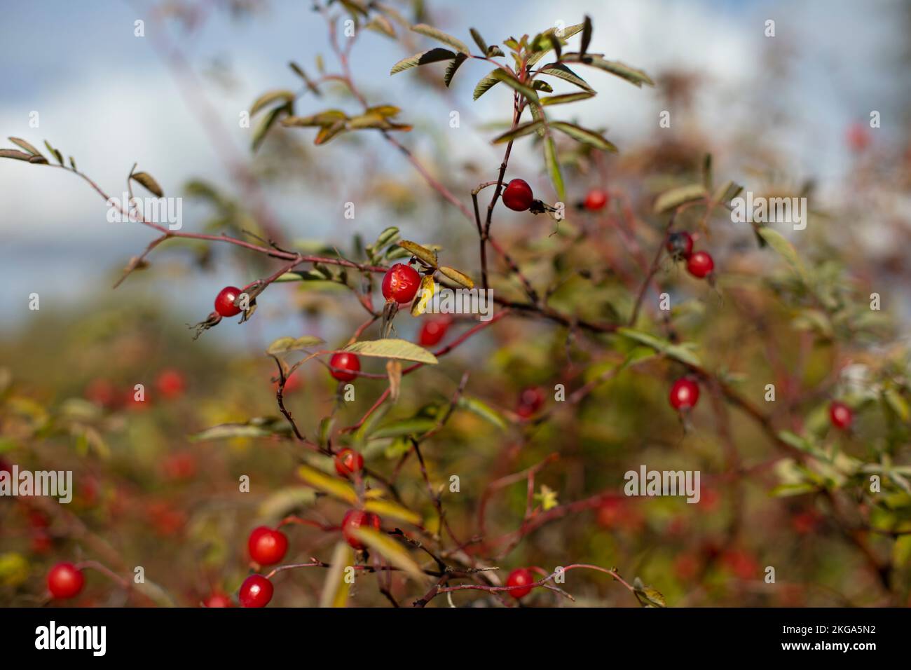 Red berries on bush. Autumn leaves. Colors of nature. Bushes with ...