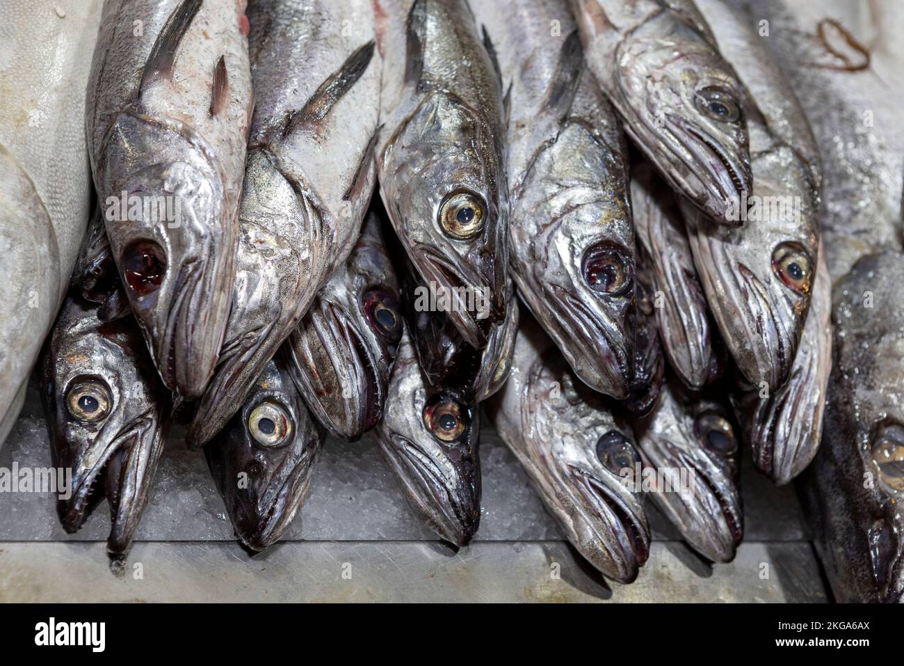 Fresh fish at the Central Market (Mercado Central) in Santiago de Chile ...