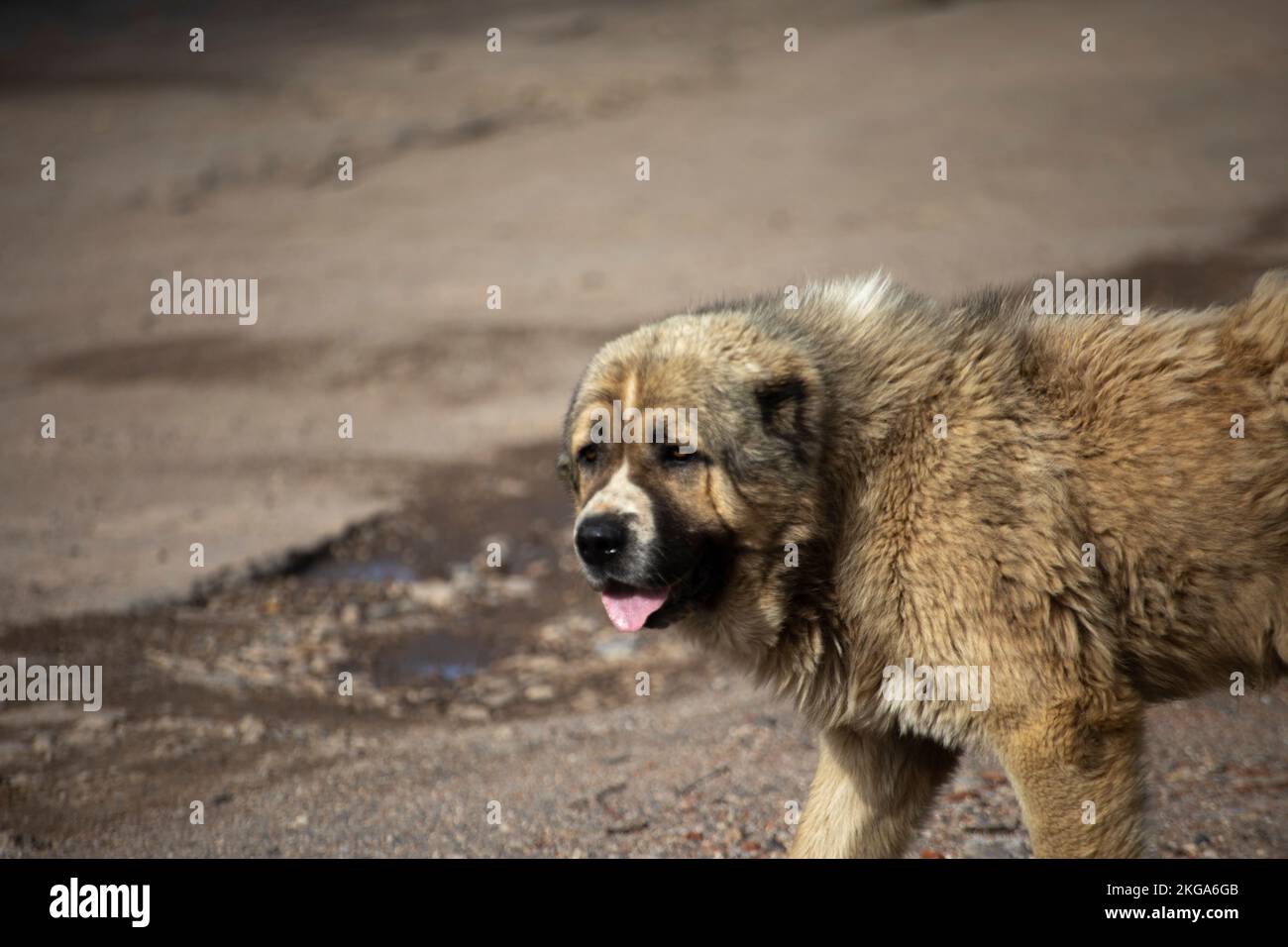 Stray dog on street. Abandoned dog in summer in city. Animal without ...