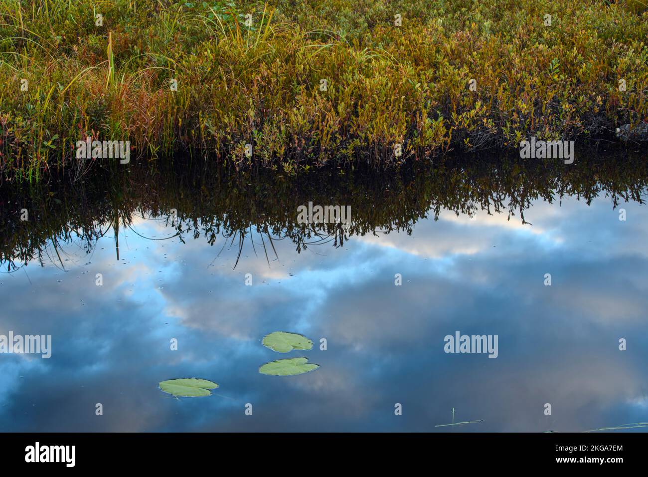 Marsh aquatic vegetation in summer, Greater Sudbury, Ontario, Canada ...