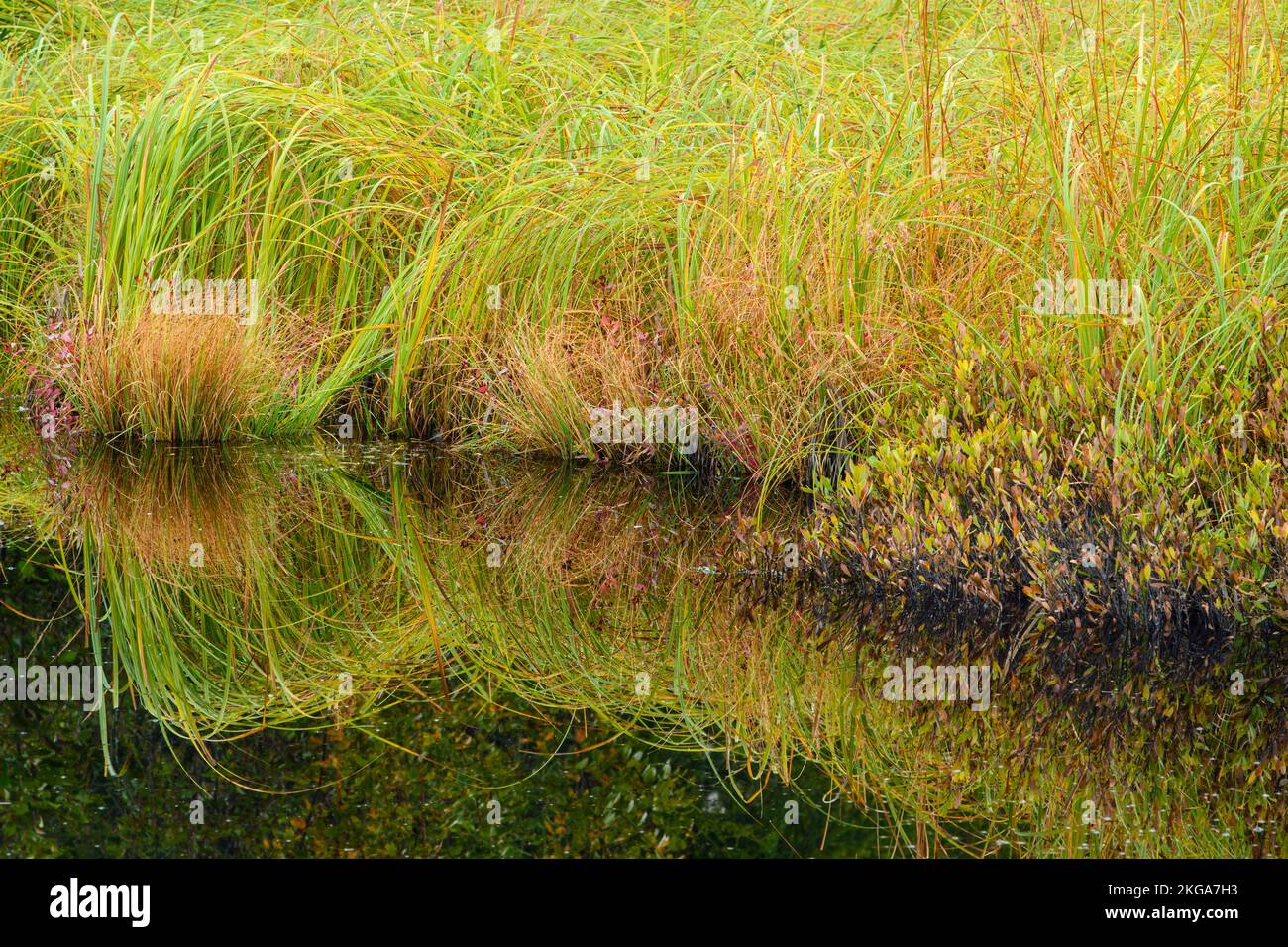 Marsh aquatic vegetation in summer, Greater Sudbury, Ontario, Canada ...