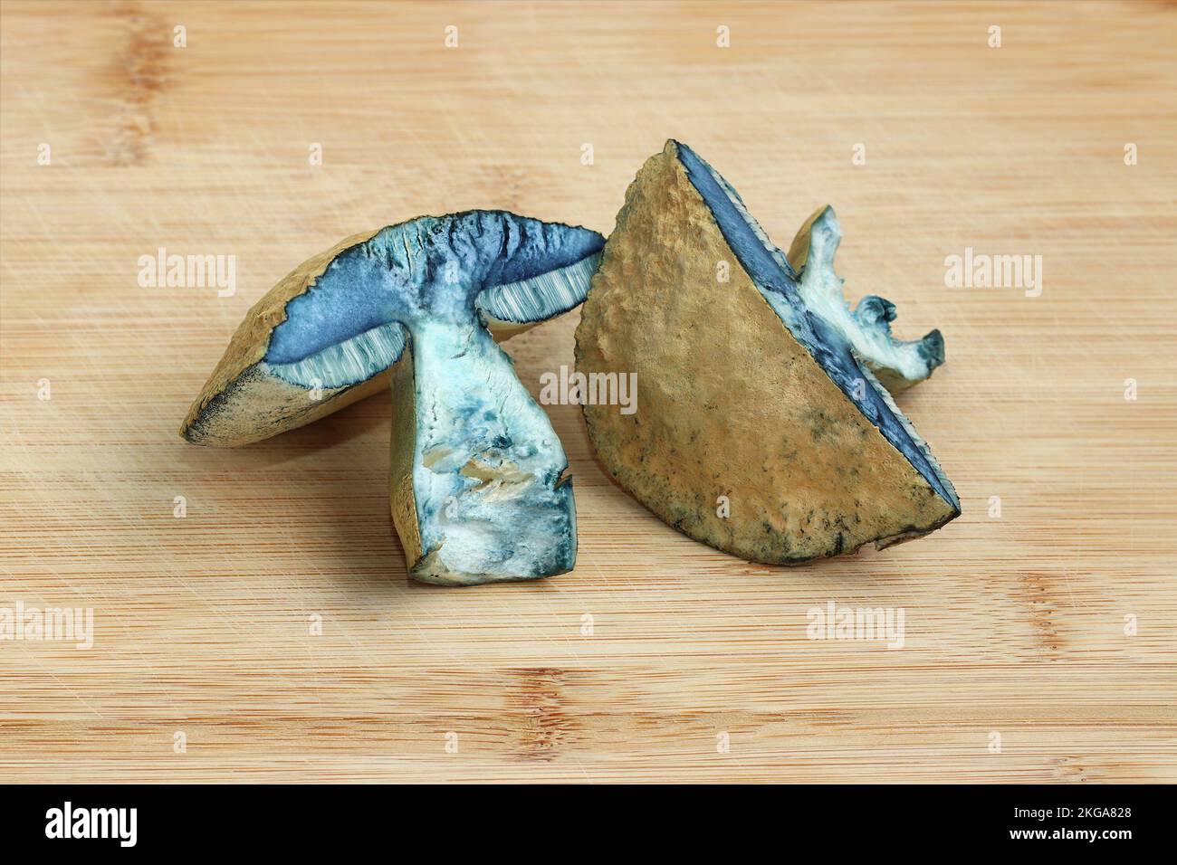 Two halves of the edible mushroom Gyroporus cyanescens, commonly known ...