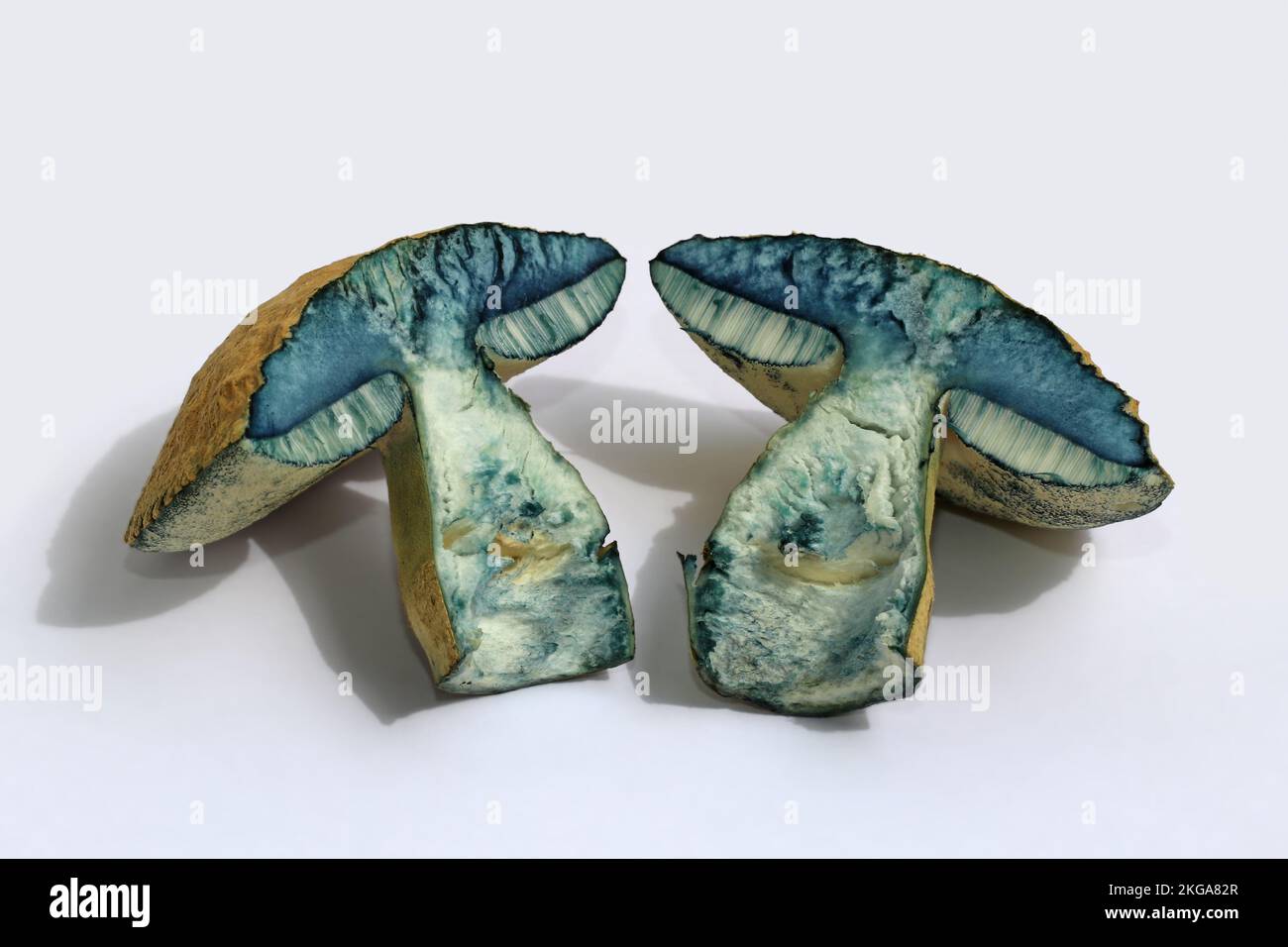 Two halves of the edible mushroom Gyroporus cyanescens, commonly known ...