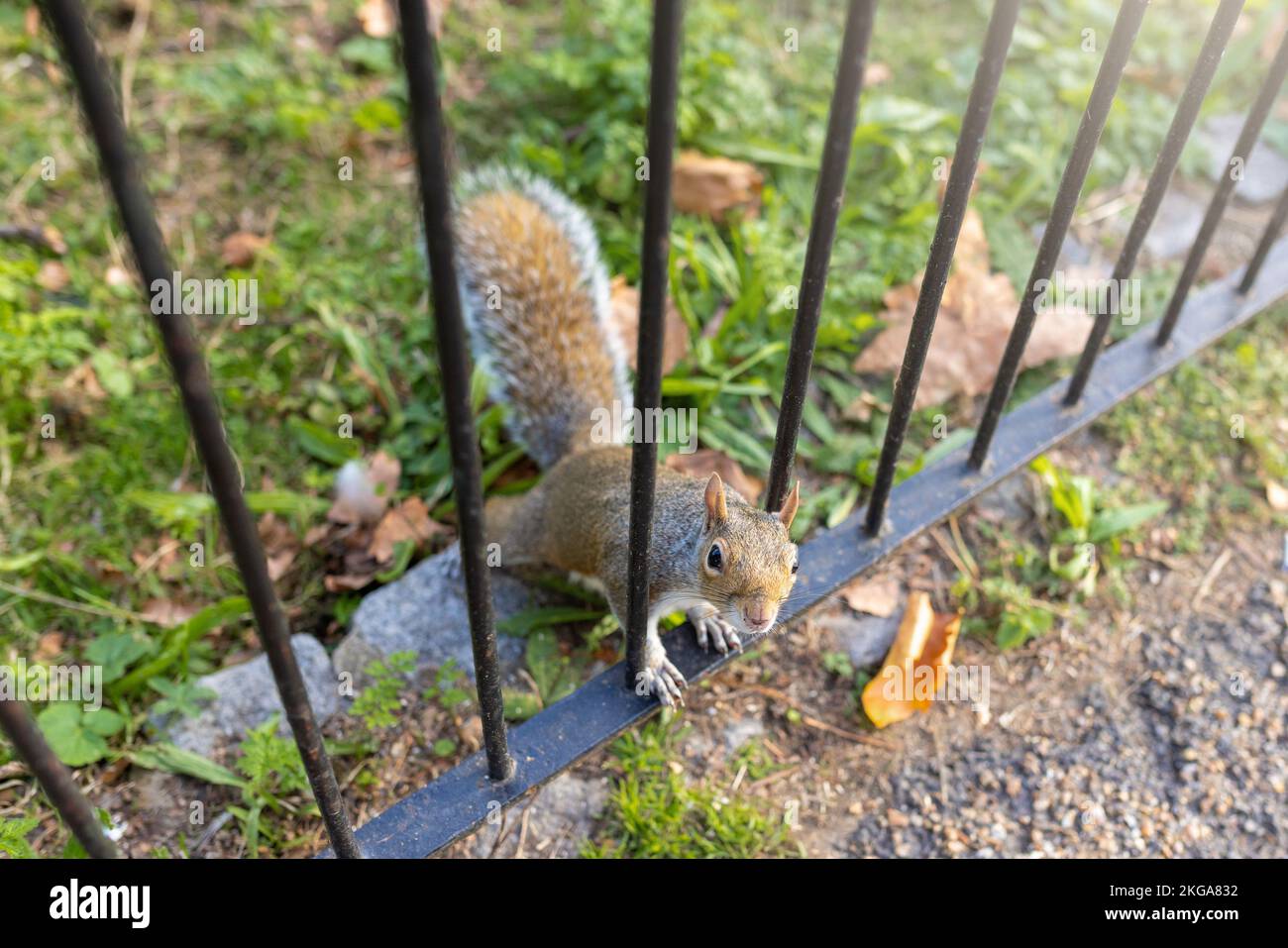 Squirrel in St James Park in London Stock Photo - Alamy