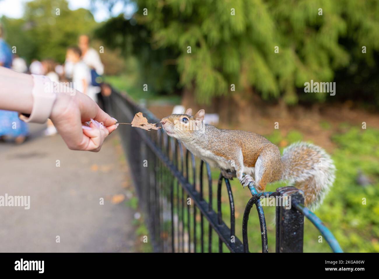 Squirrel in St James Park in London Stock Photo - Alamy