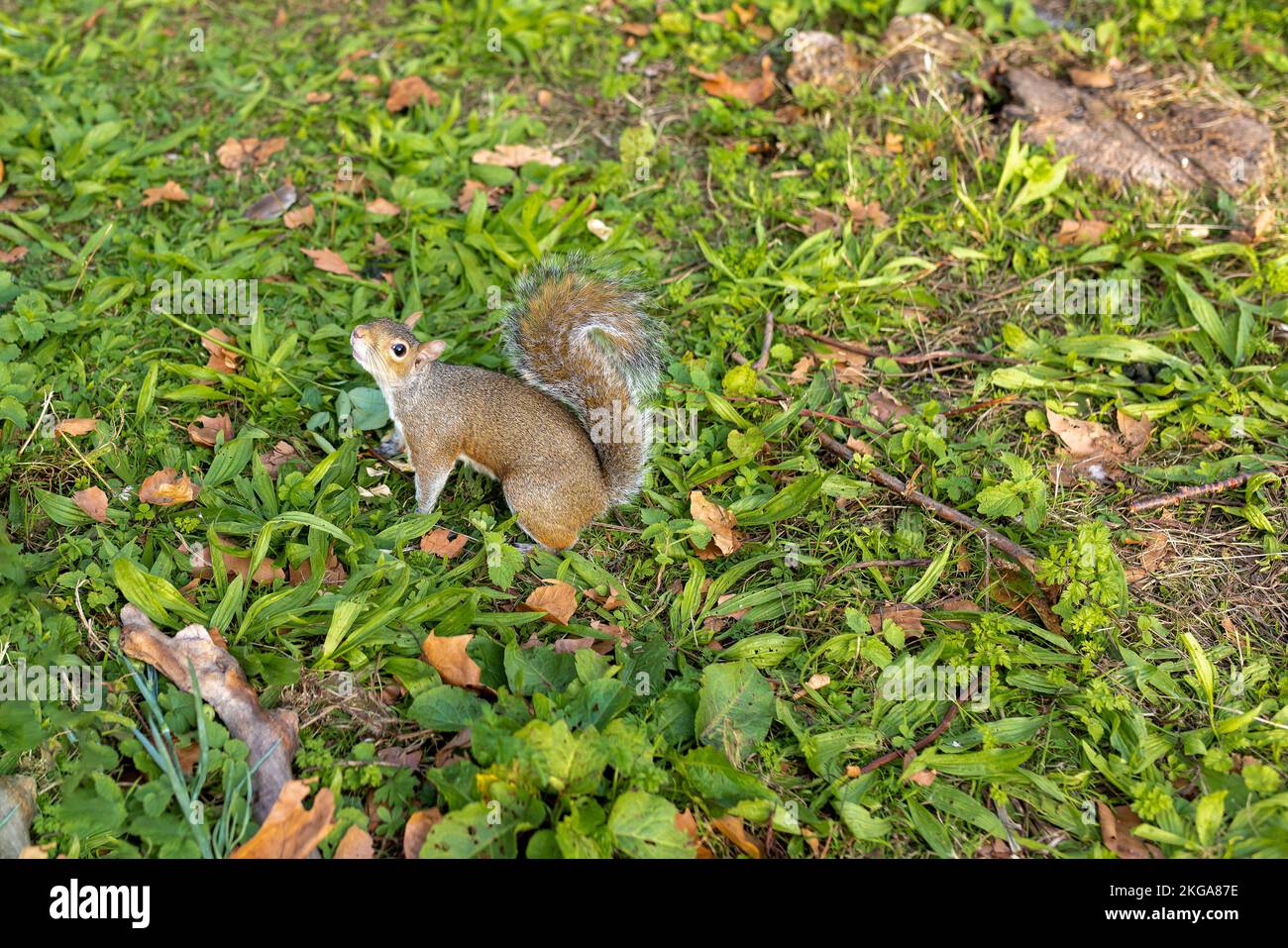 Squirrel in St James Park in London Stock Photo - Alamy